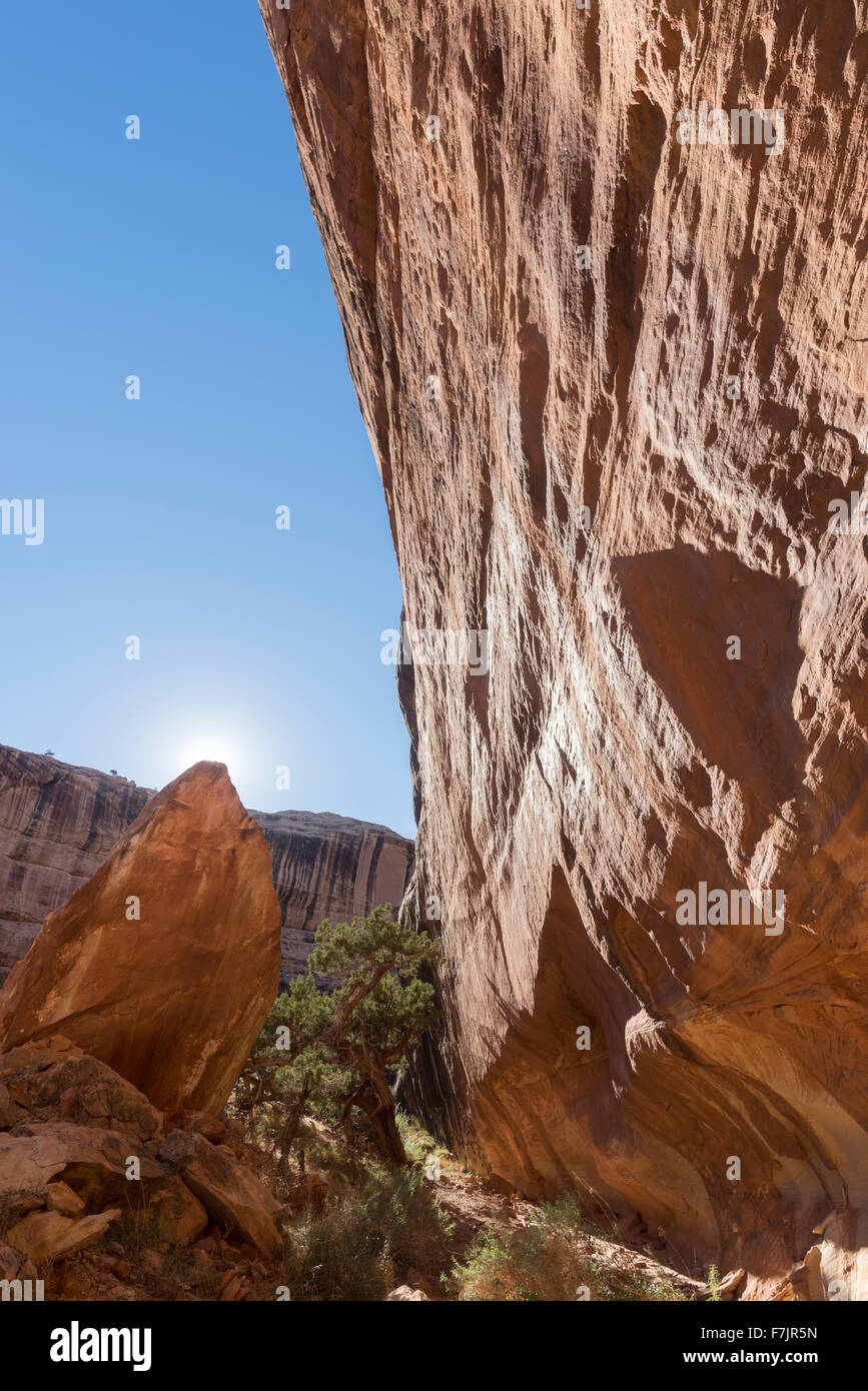 Juniper tree grand canyon hi-res stock photography and images - Alamy