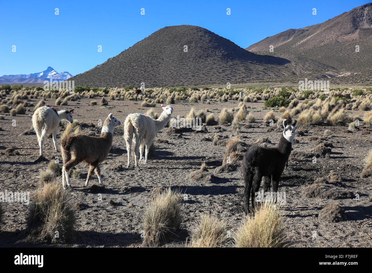The Andean landscape with herd of llamas on Natural Park of Sajama ...