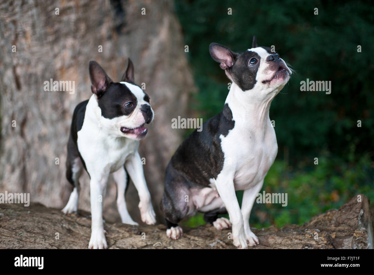 Moondog hi-res stock photography and images - Alamy