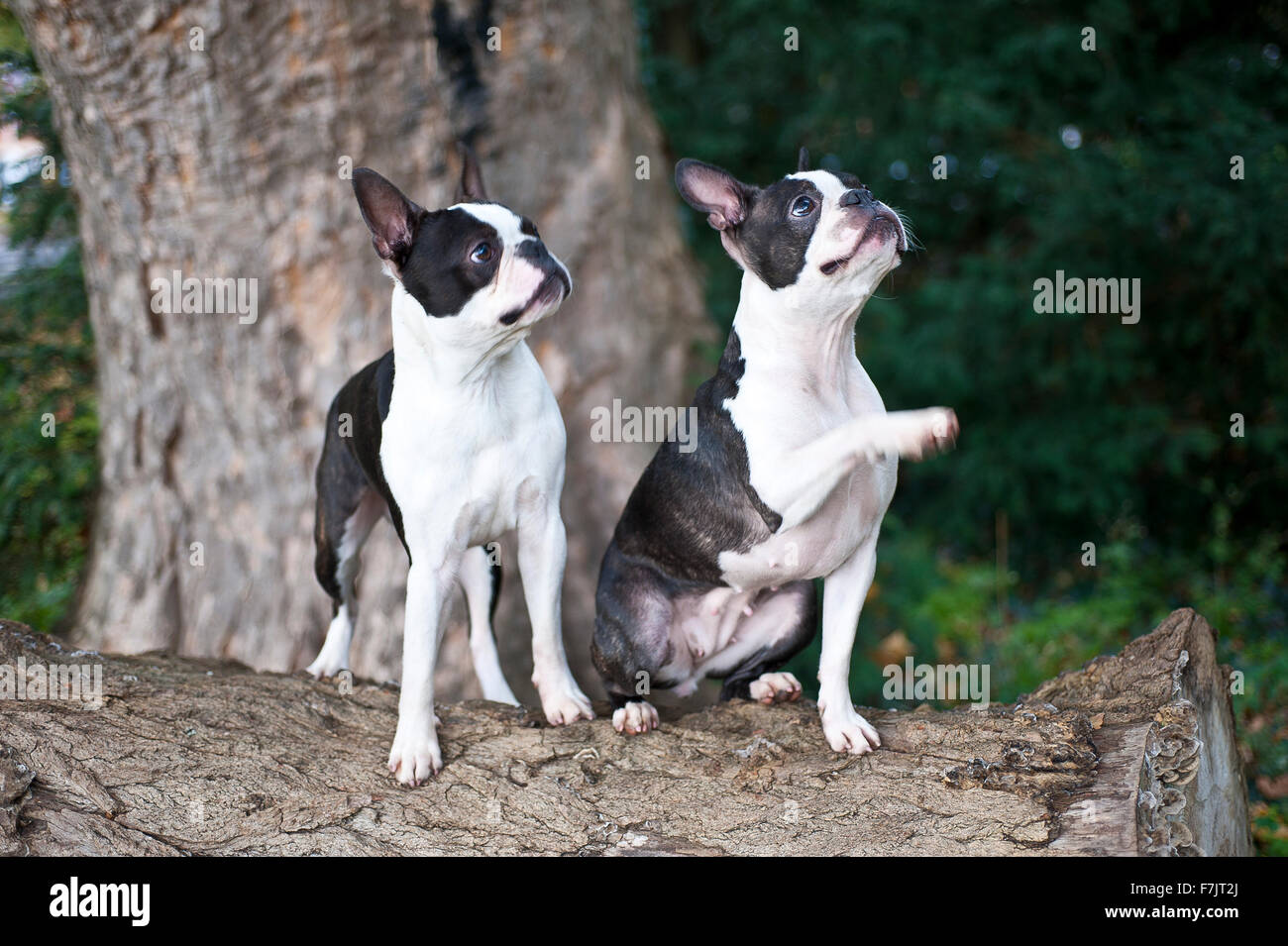 Boston terrier, bicolour dog in park with trees and grass Stock Photo ...