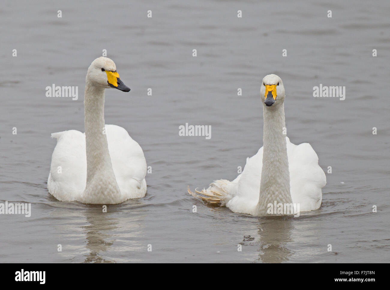 Migrate to britain hi-res stock photography and images - Alamy