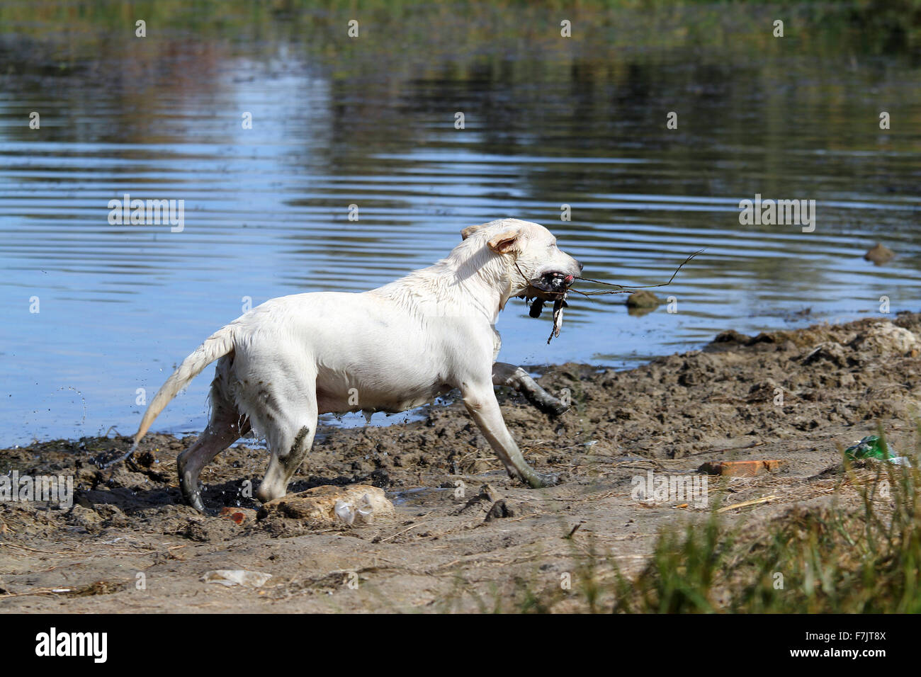 Lab retrieving duck hi-res stock photography and images - Alamy