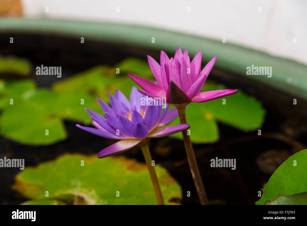 Bright Lotus flower Stock Photo - Alamy
