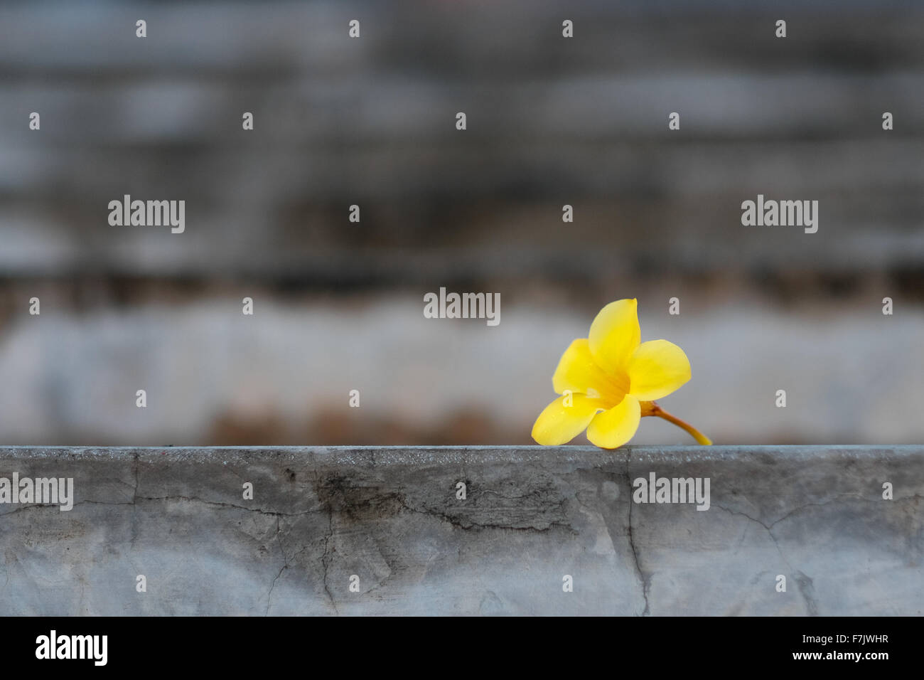 A yellow flower dropped on concrete ground Stock Photo - Alamy