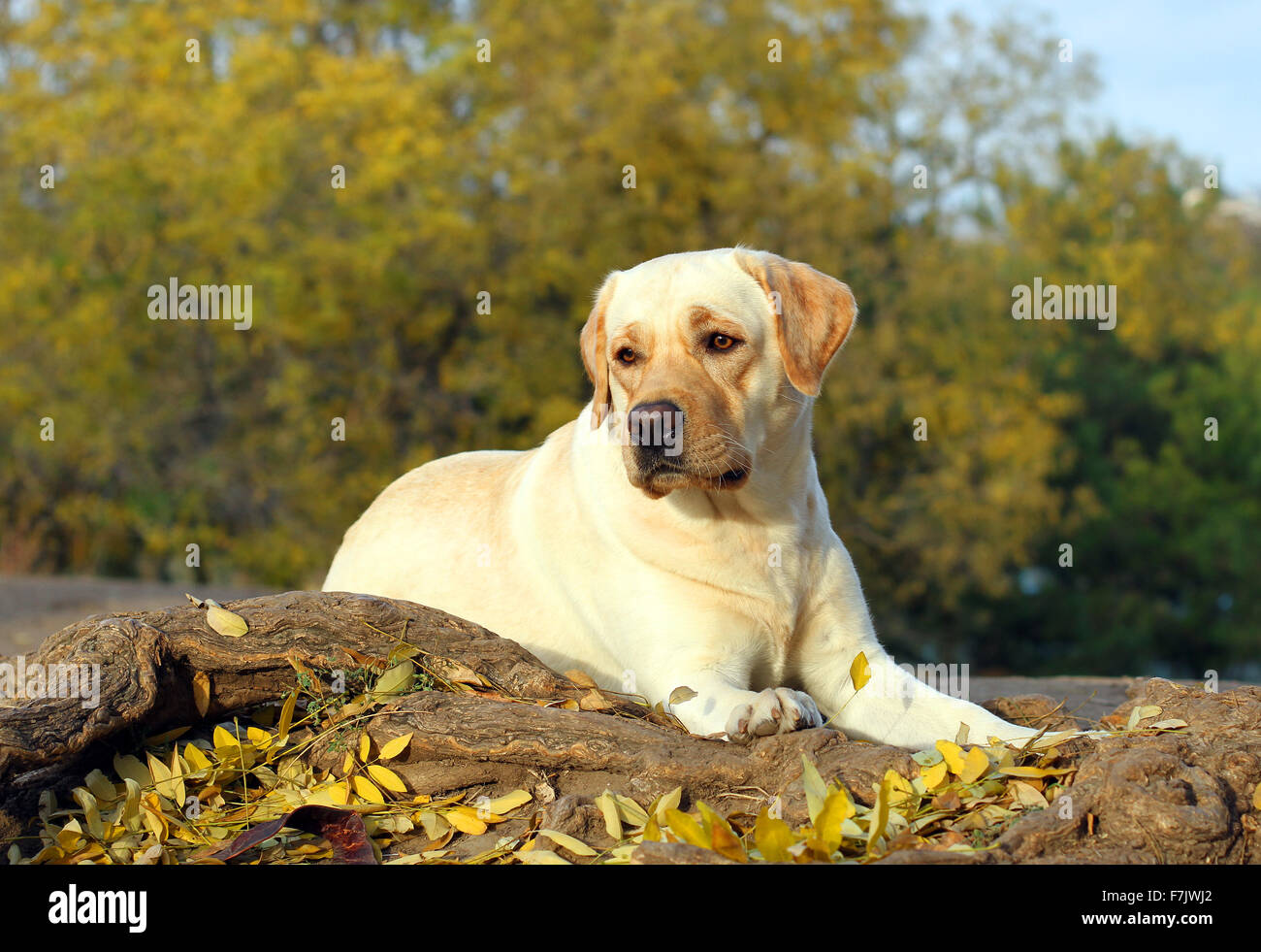 Lab jumping in water hi-res stock photography and images - Alamy