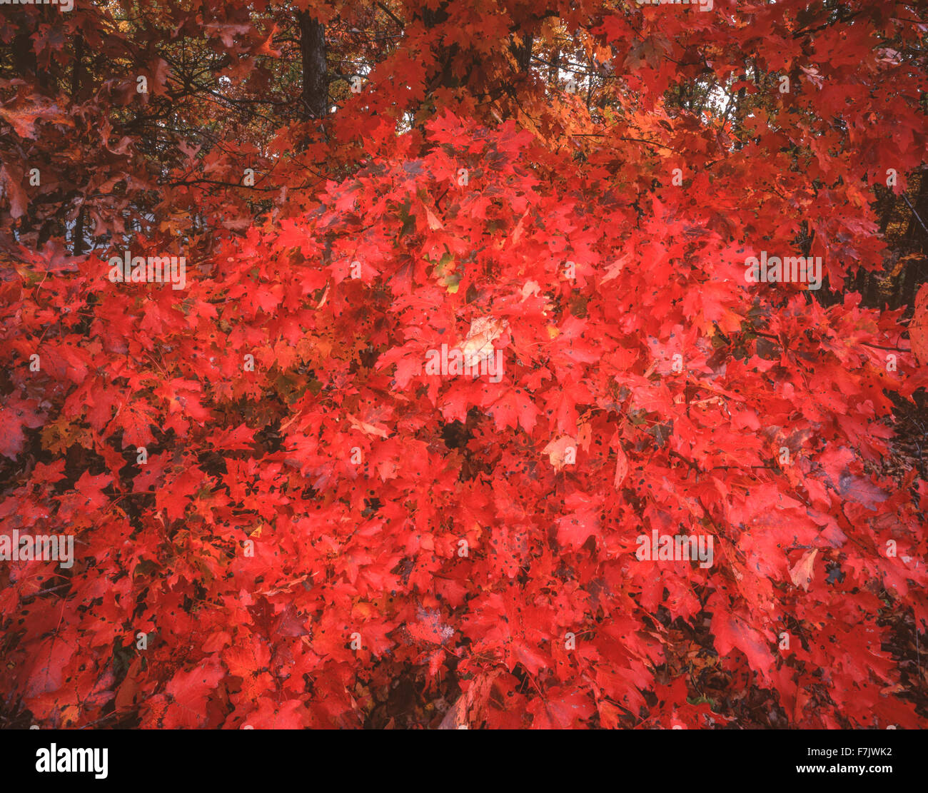 Maple tree in autumn, Buffalo National River, Arkansas, Ozark Mountains ...