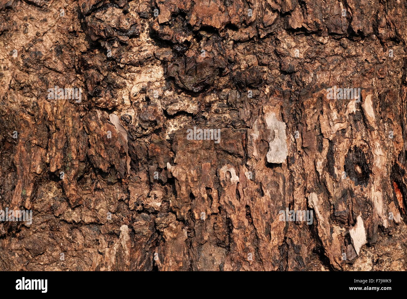 Cracked wood texture of an old tree Stock Photo - Alamy