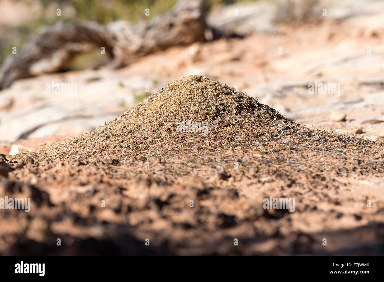 Desert ant hill hi-res stock photography and images - Alamy
