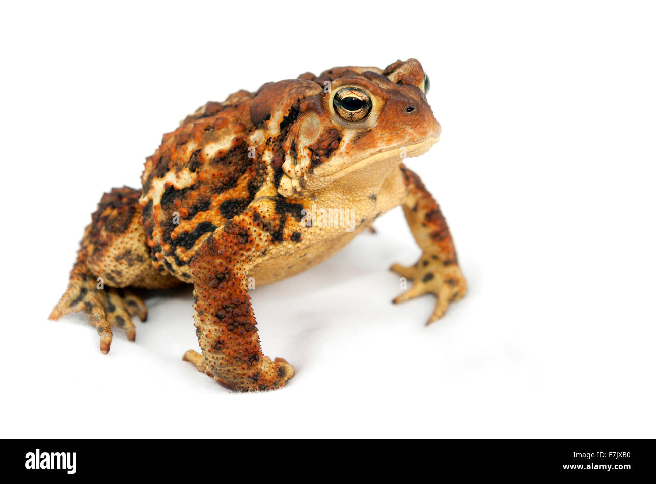 brown and yellow toad animal portrait on white background Stock Photo ...