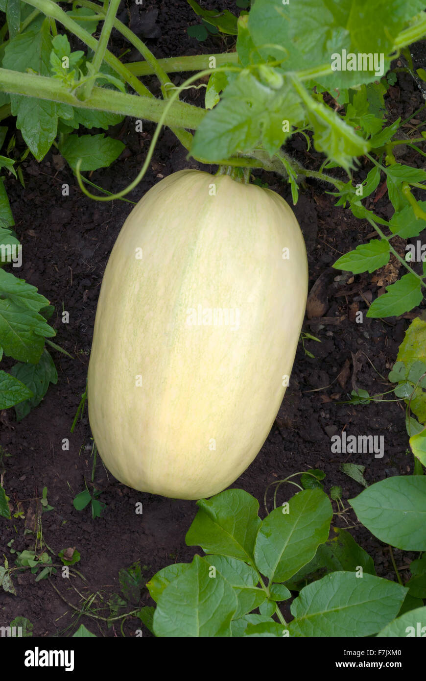 Beautiful squash hi-res stock photography and images - Alamy