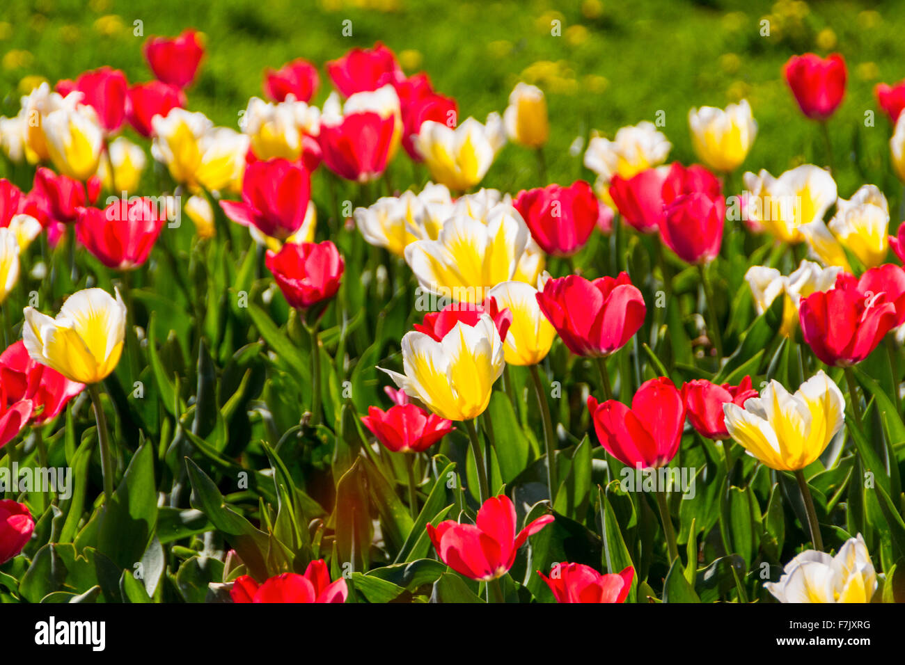 tulips in spring sun Stock Photo - Alamy