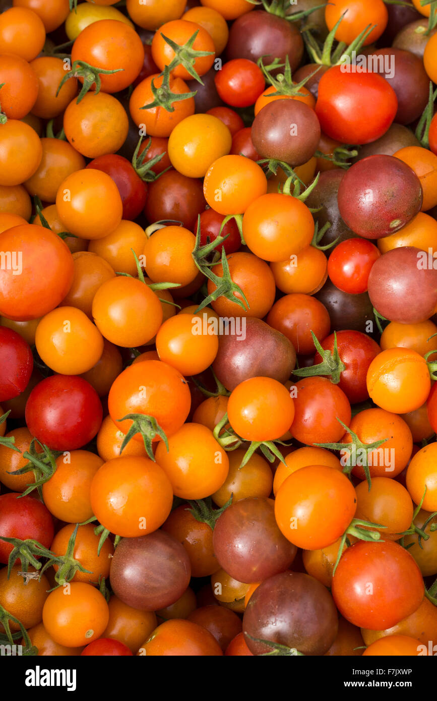 Several varieties of freshly harvested cherry tomatoes Stock Photo - Alamy