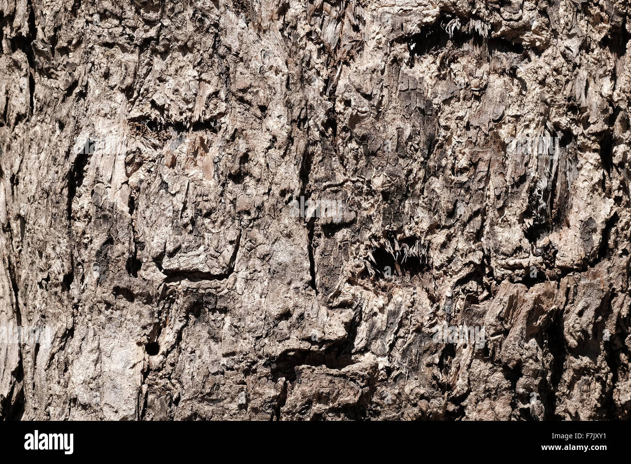 Cracked wood texture of an old tree Stock Photo - Alamy