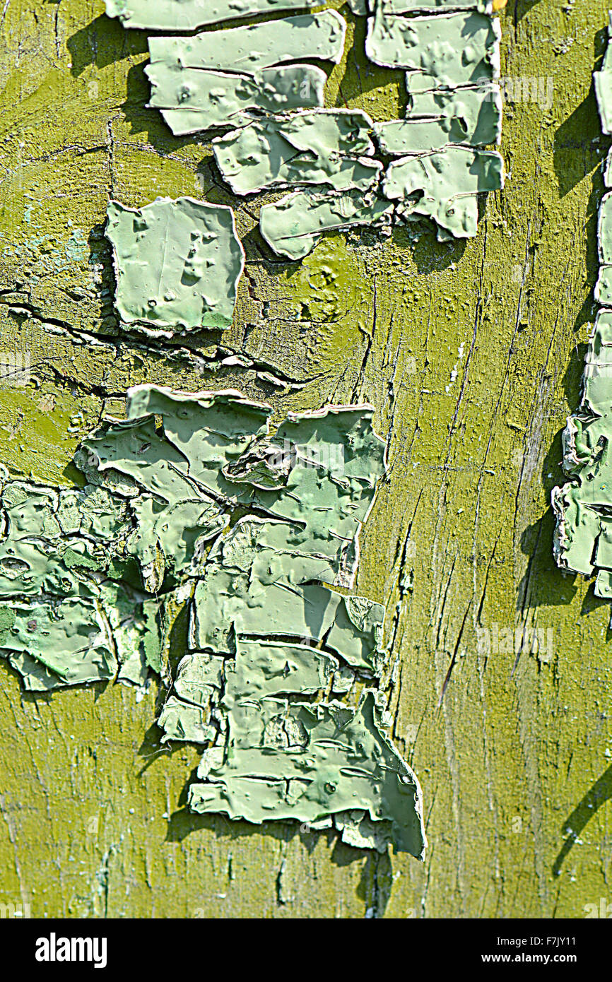Old green tree bark texture closeup Stock Photo - Alamy