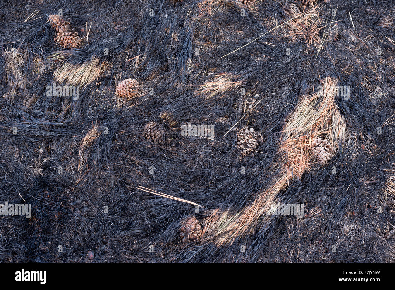 Patterns of burn and unburn pine needles and cones, Wallowa - Whitman ...