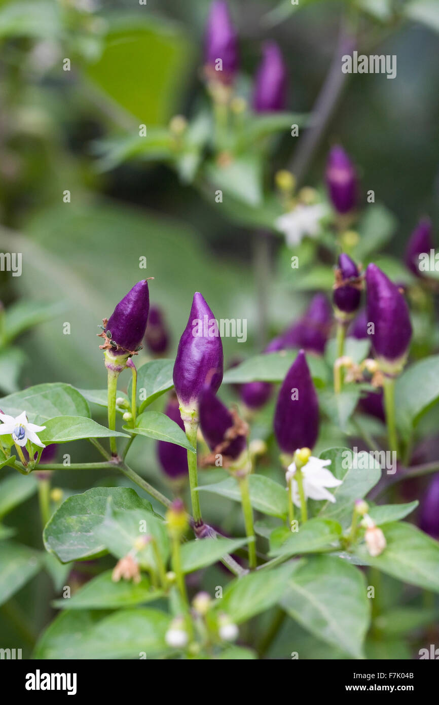 Capsicum annum NuMex Twilight. Colourful Chili Pepper fruits Stock ...