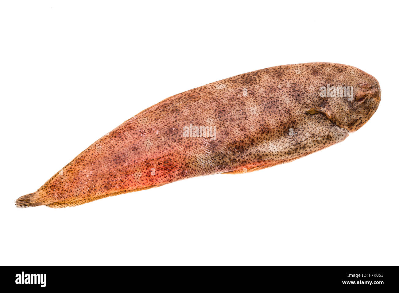 Fish Dover sole Stock Photo - Alamy