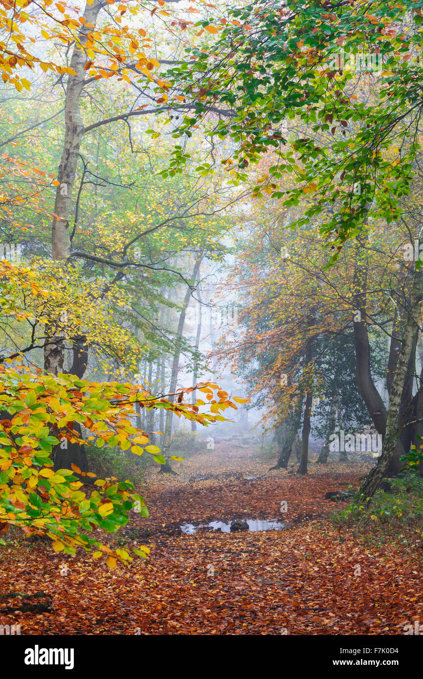 Leaf covered track on a misty morning Stock Photo - Alamy