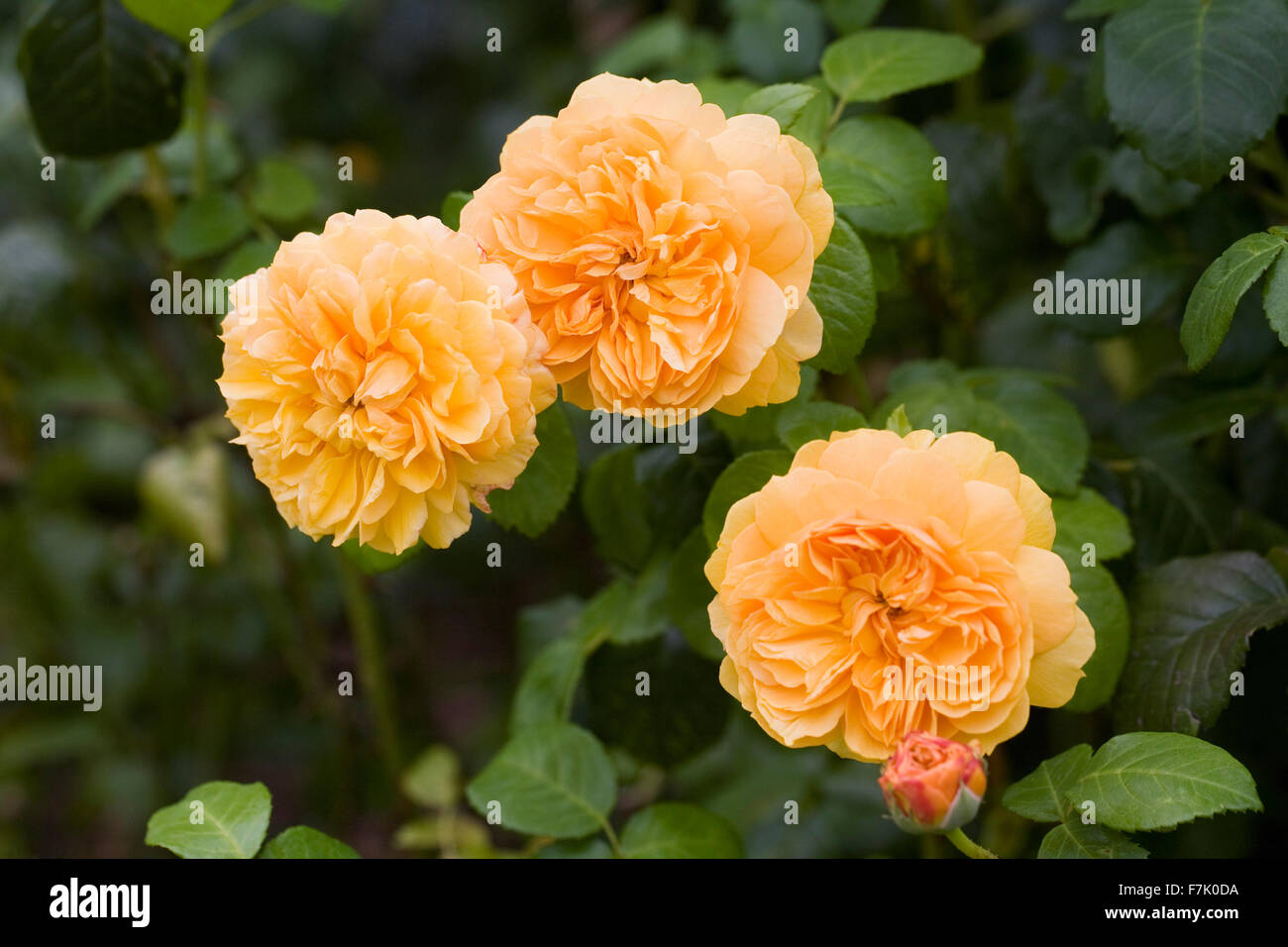 Rose leah tutu hi-res stock photography and images - Alamy