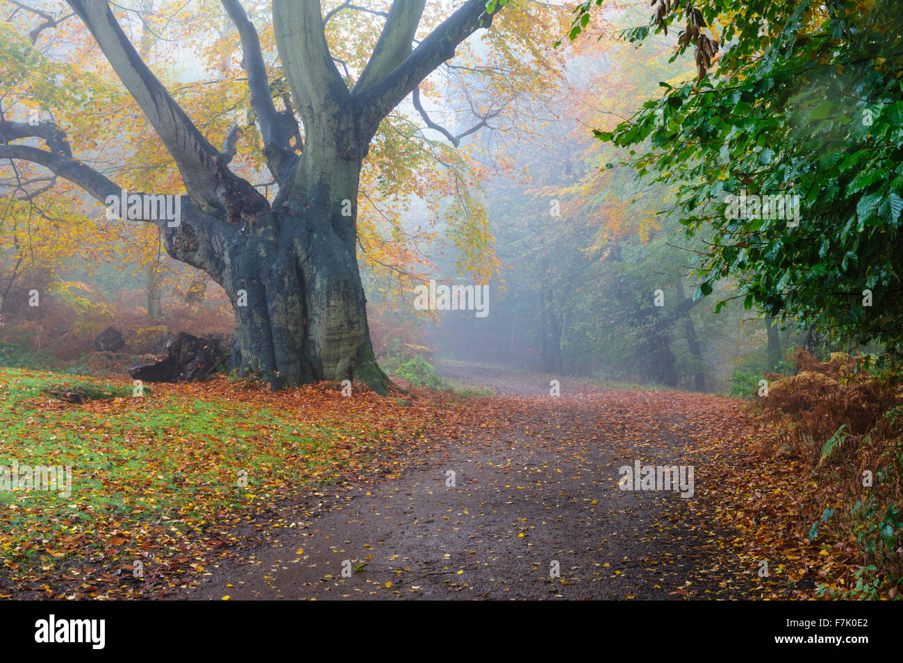 Leaf covered track on a misty morning Stock Photo - Alamy