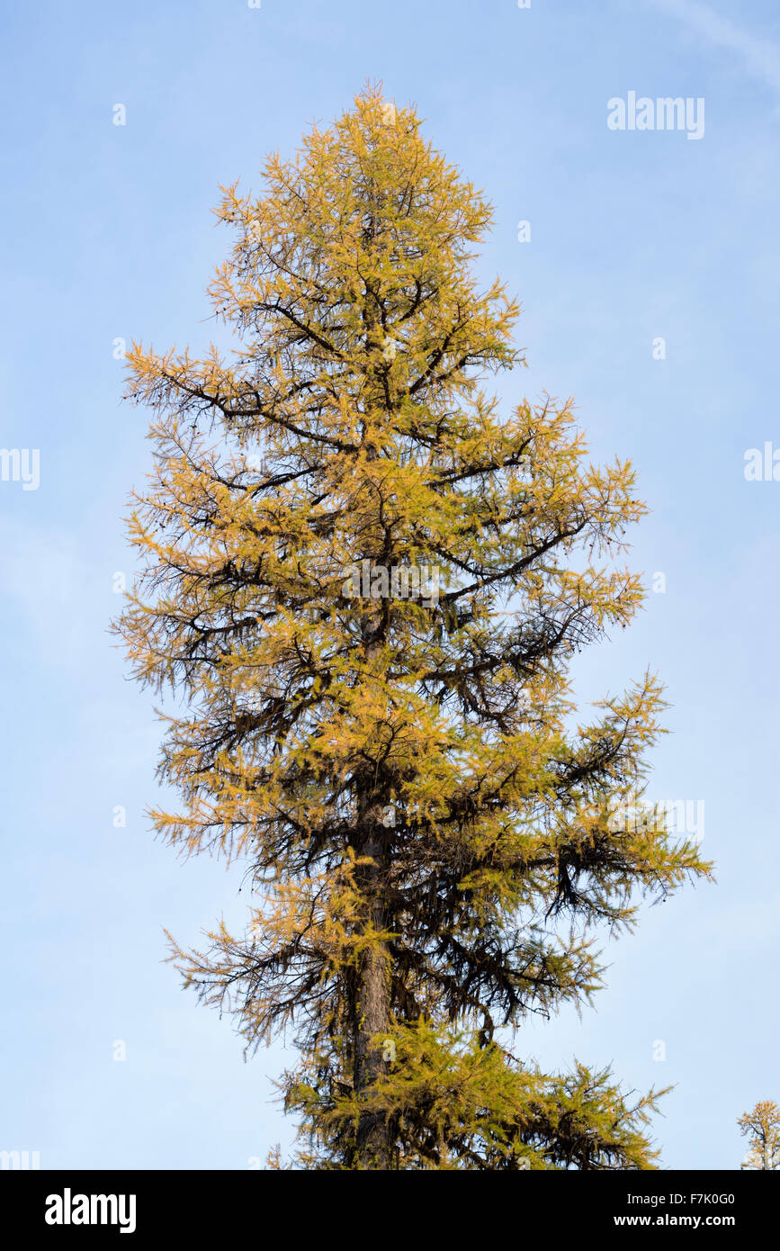 Tamarack tree hi-res stock photography and images - Alamy
