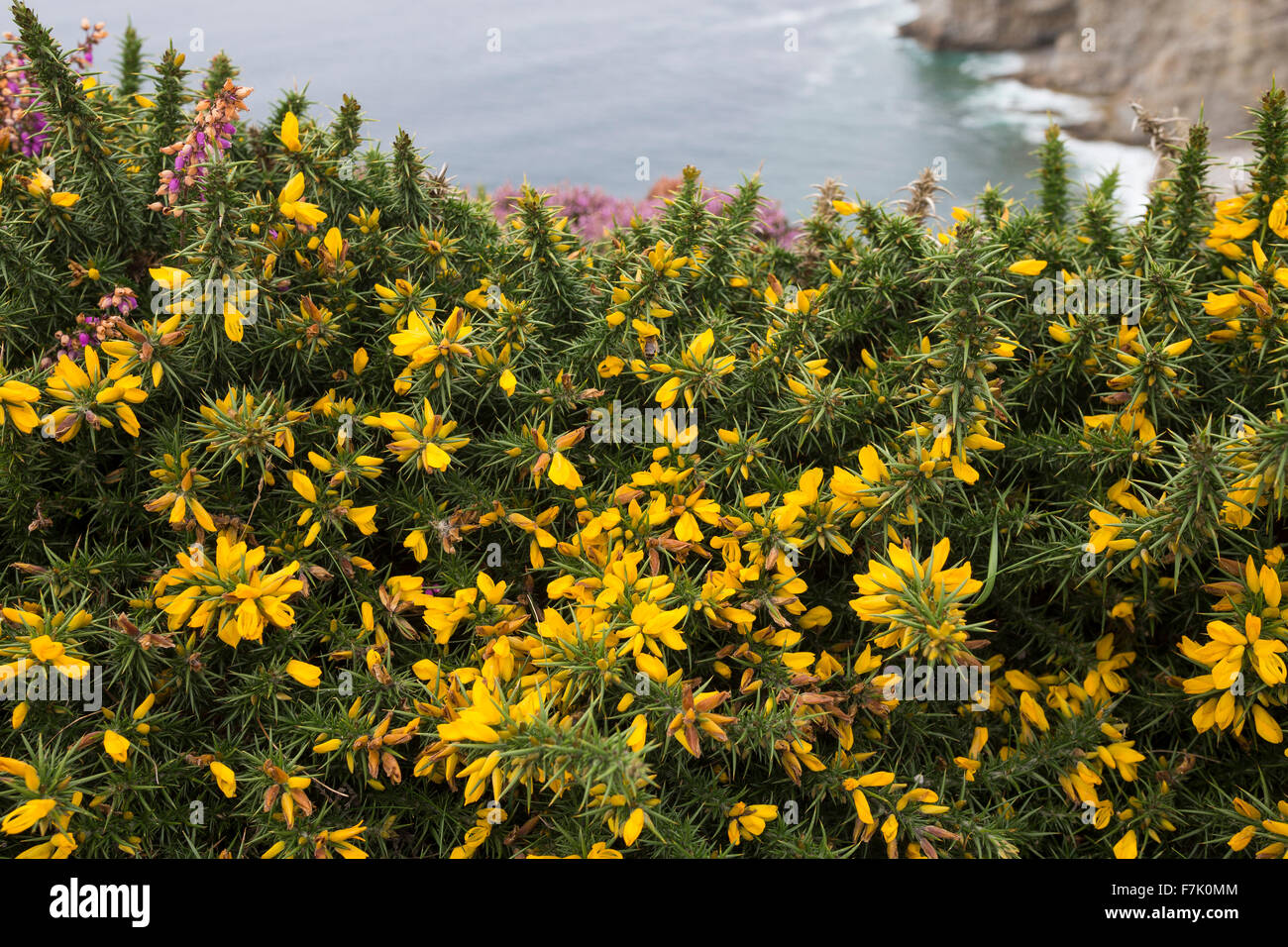 Western Gorse, Dwarf Furze, Gallischer Stechginster, Westlicher ...