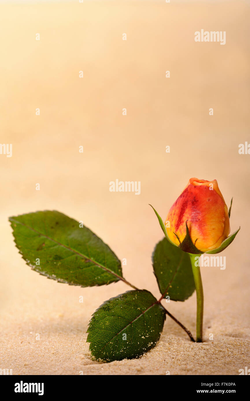Single rose bud struggling to grow in sand Stock Photo - Alamy