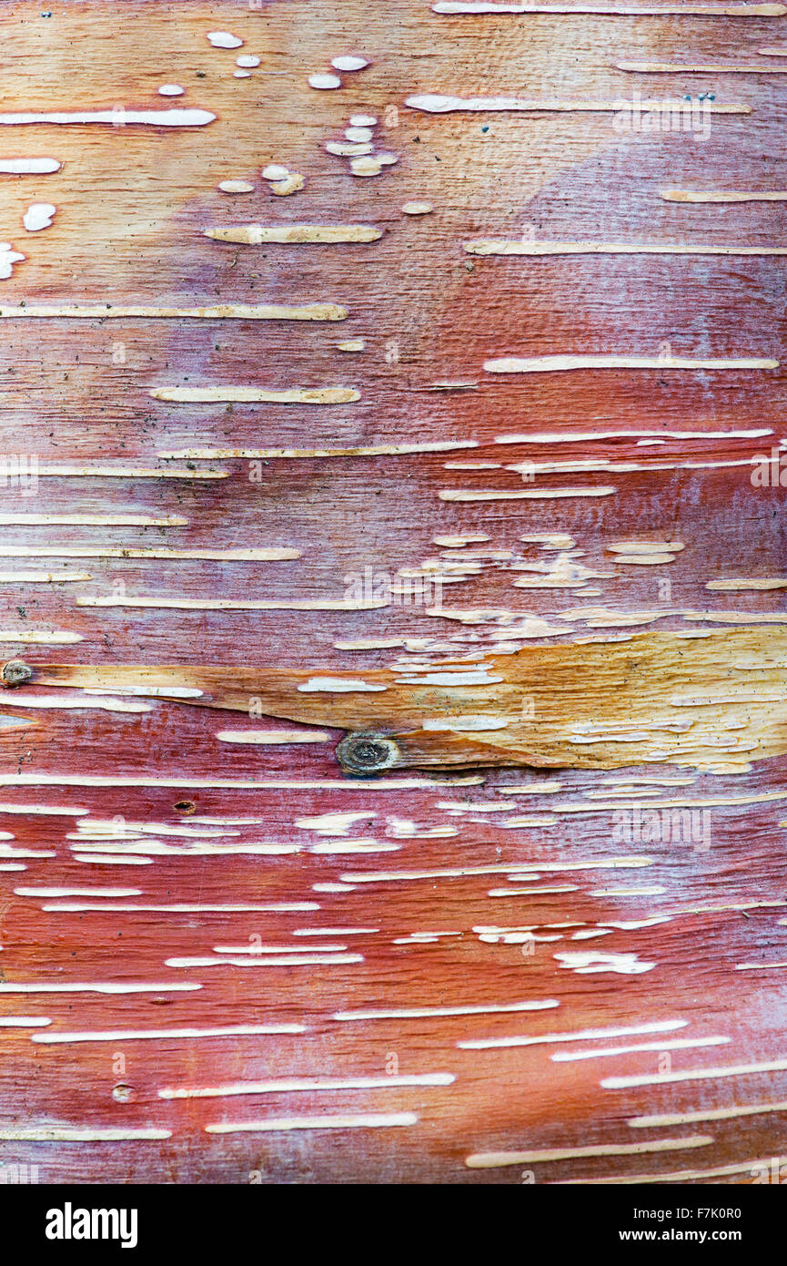 Copper birch tree hi-res stock photography and images - Alamy