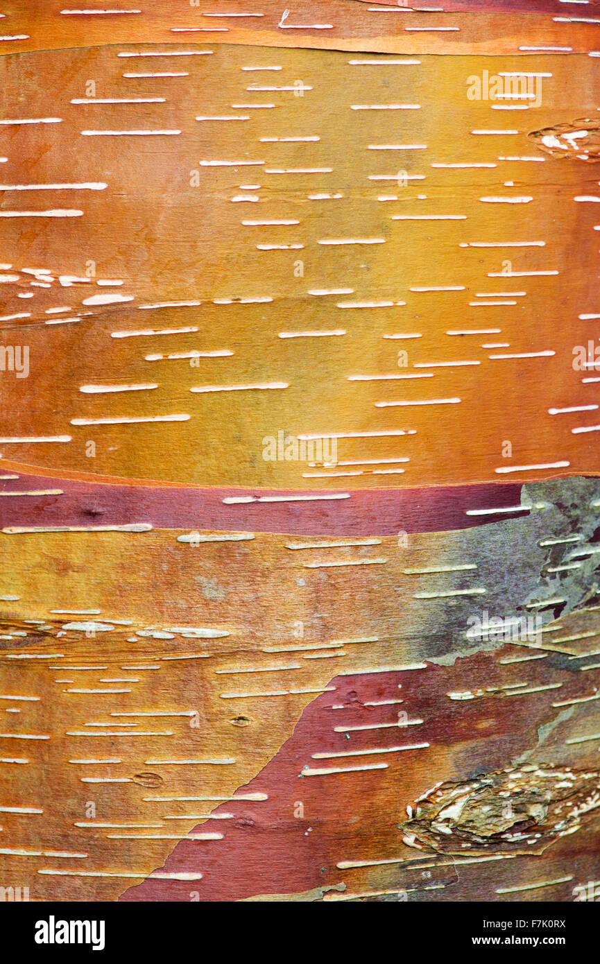 Copper birch tree hi-res stock photography and images - Alamy