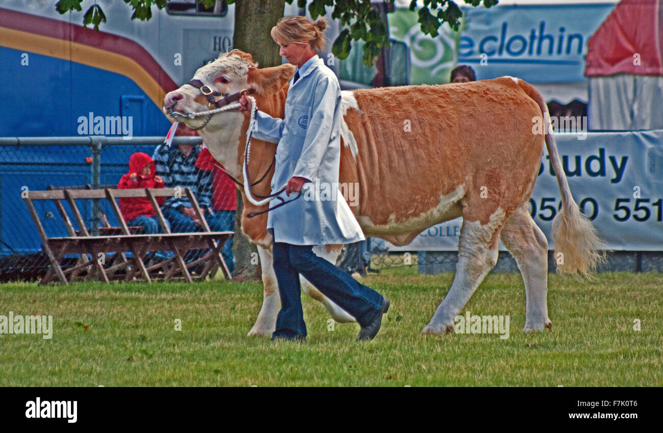 Kent County Show Detling Kent British Simmental Cattle Competion Stock ...