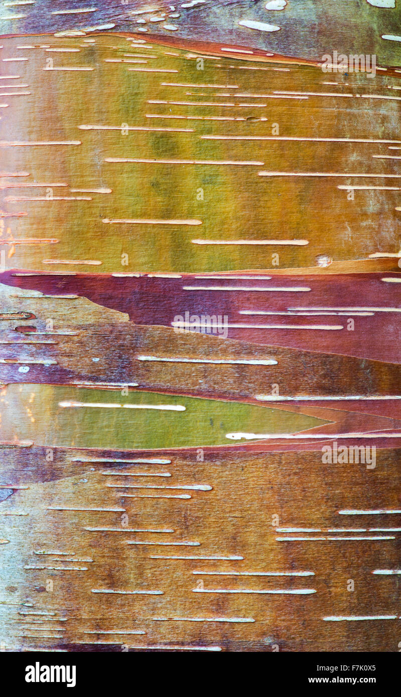 Betula Albosinensis 'Red Panda'. Chinese red birch tree bark Stock ...