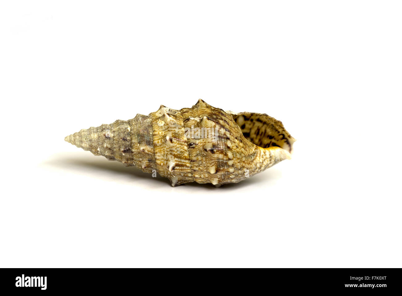 Seaside detail Cut Out Stock Images & Pictures - Alamy