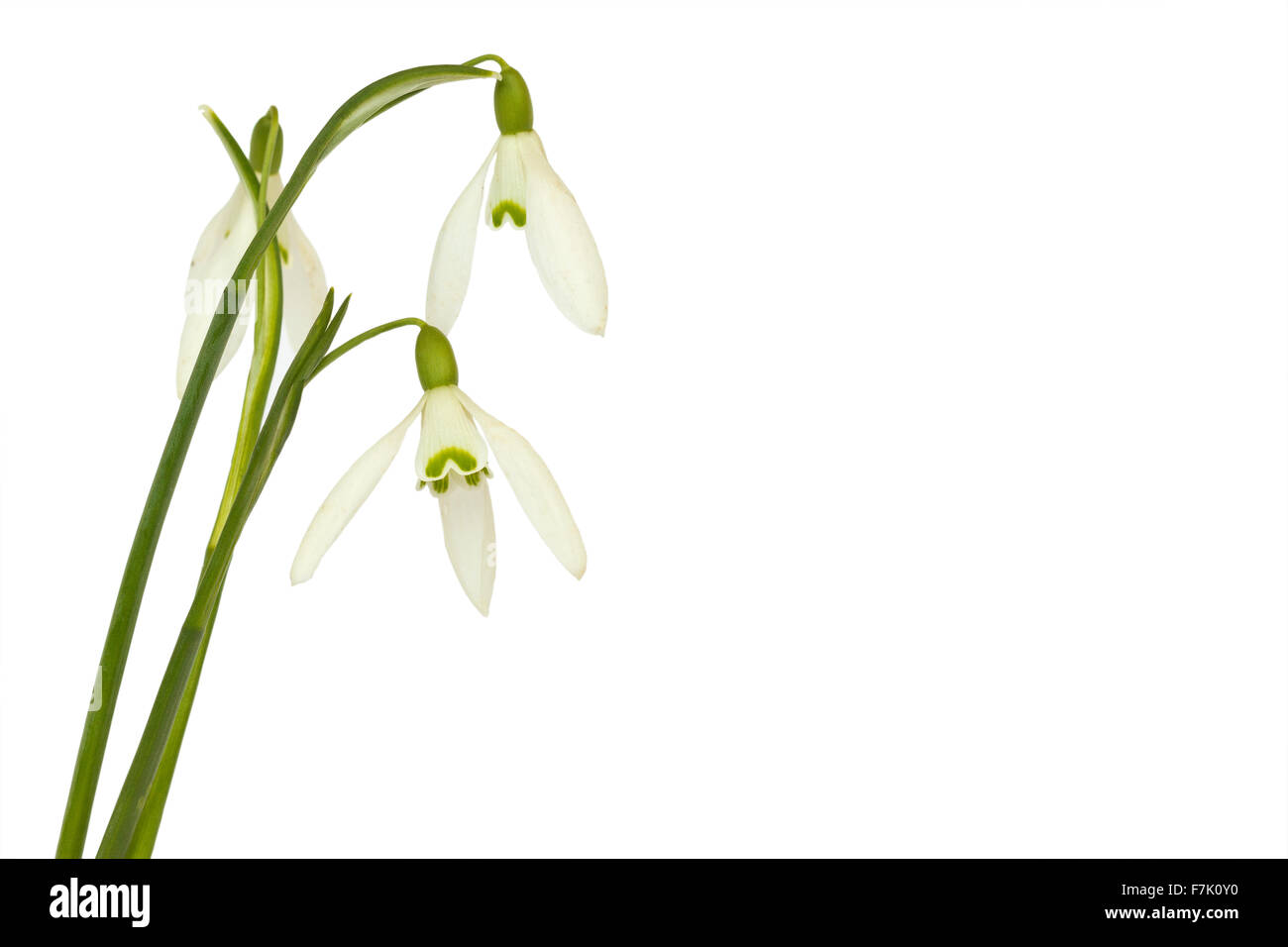 Snowdrops isolated on white background Stock Photo - Alamy