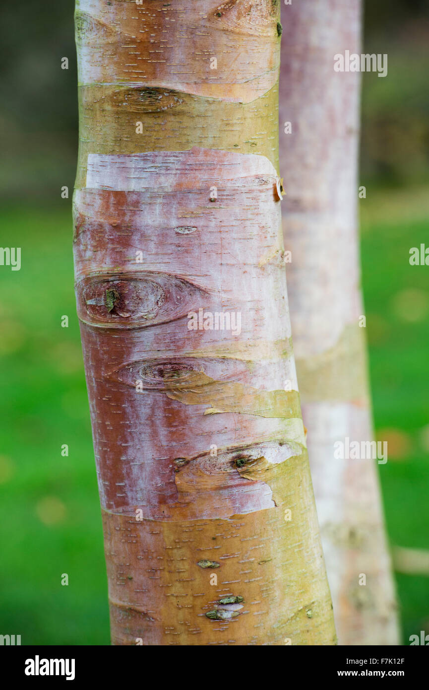 Deep coppery pink bark hi-res stock photography and images - Alamy