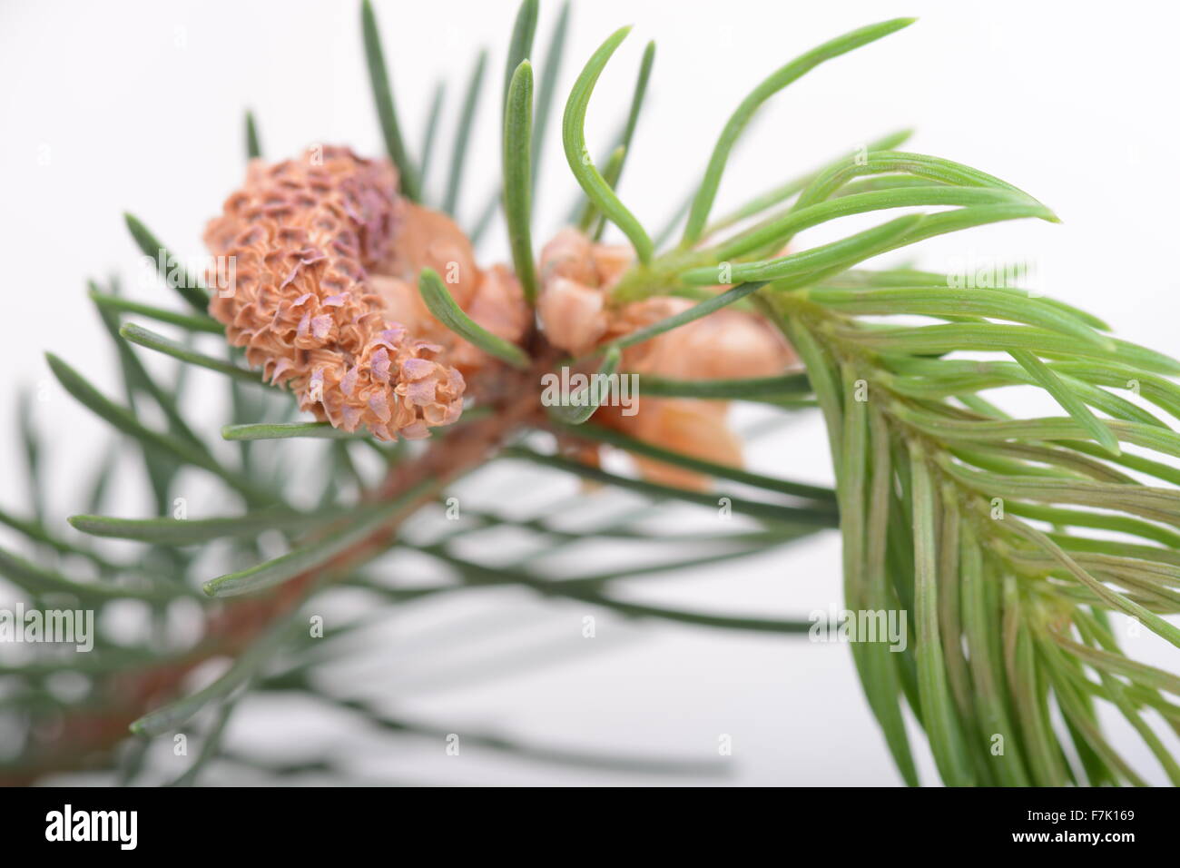 Fir-needle tree branches composition as a background texture Stock ...