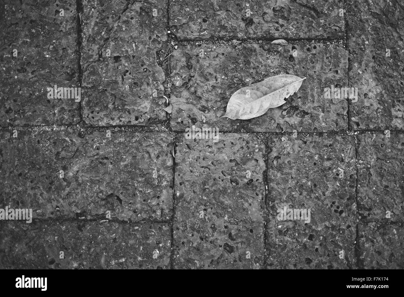 Make a moss garden Black and White Stock Photos & Images - Alamy