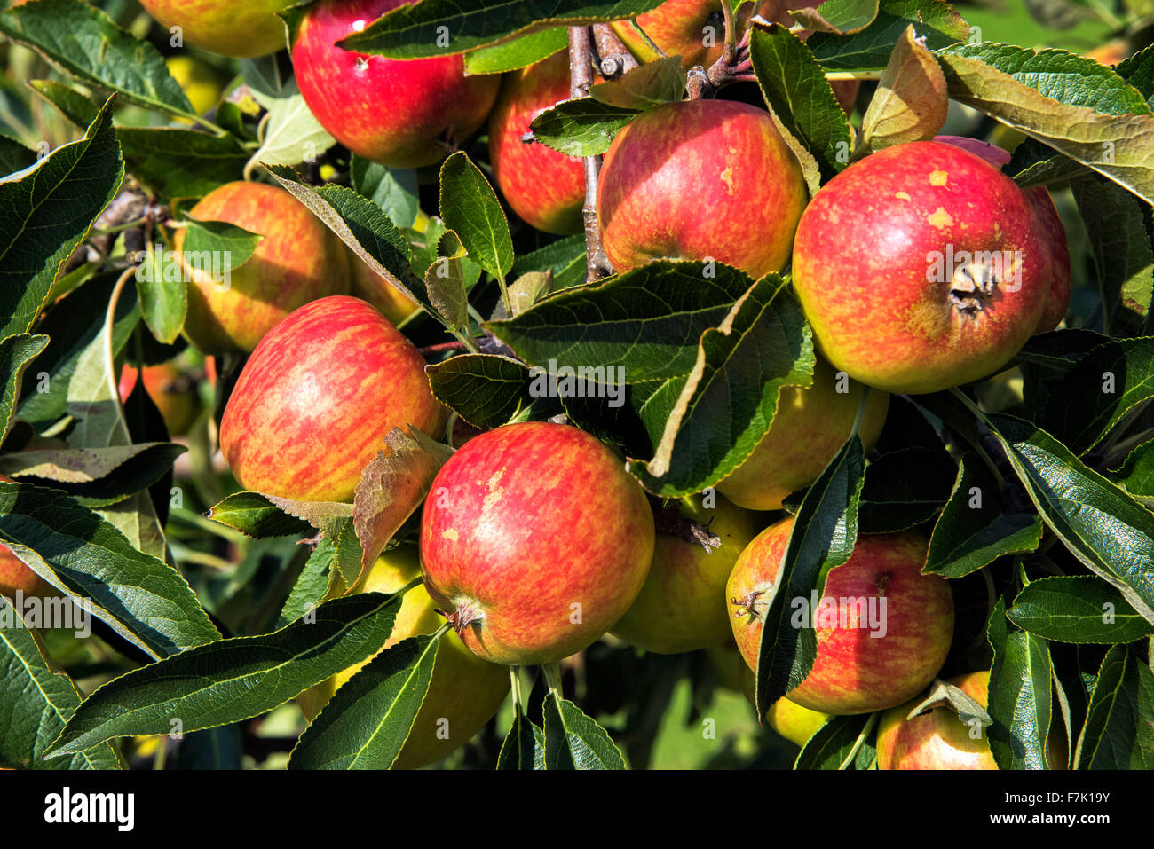Apple farming, Co. Armagh, Northern Ireland Stock Photo - Alamy