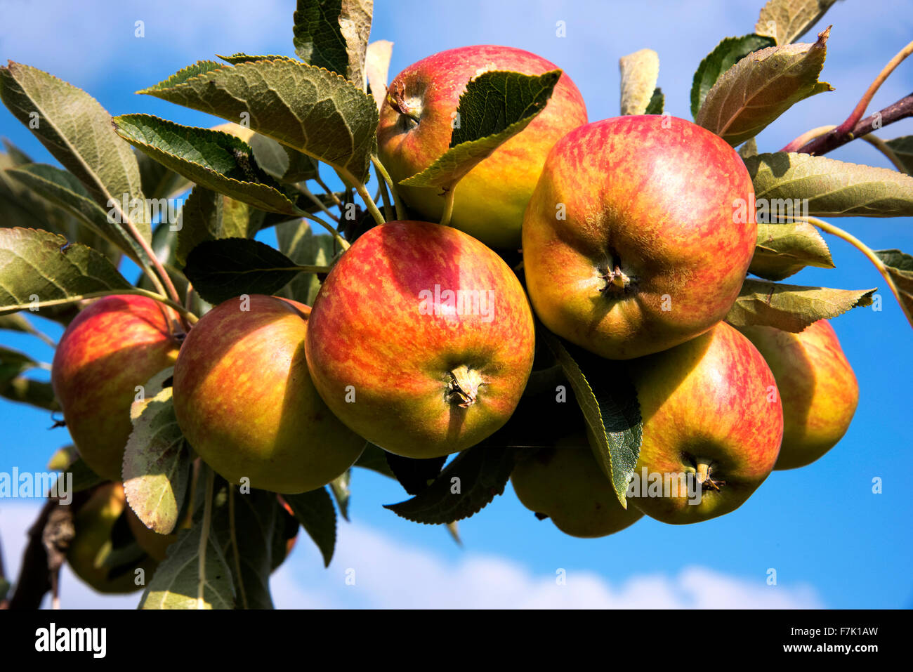 Apple farming co northern ireland hi-res stock photography and images ...