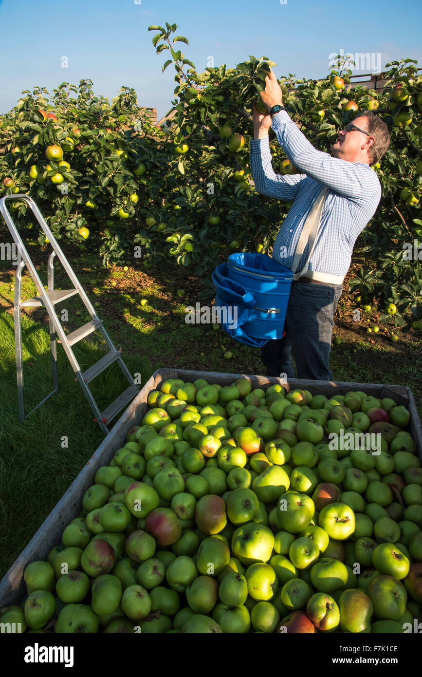 Apple farming, Co. Armagh, Northern Ireland Stock Photo - Alamy