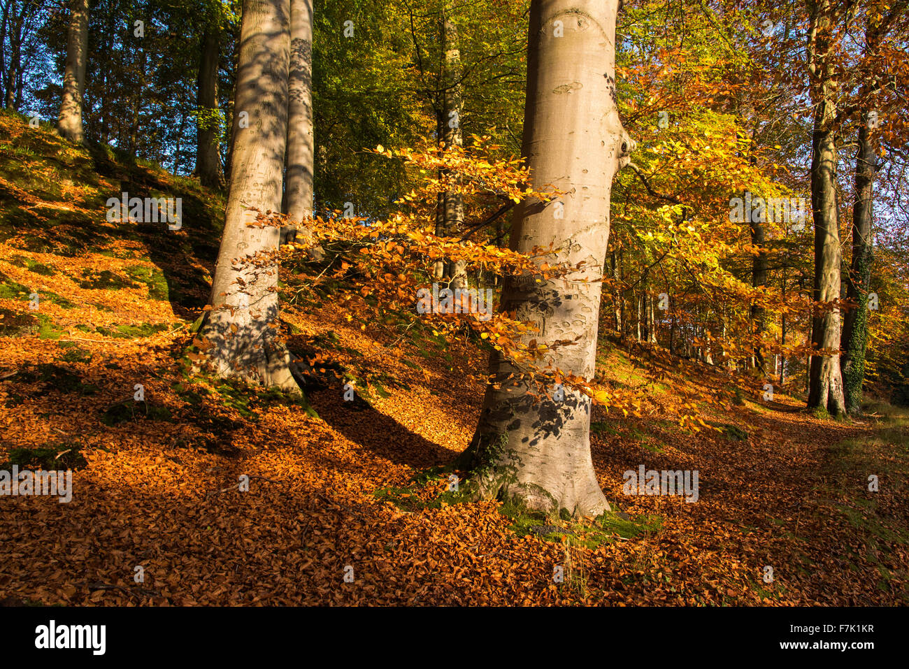 Beech trees hi-res stock photography and images - Alamy