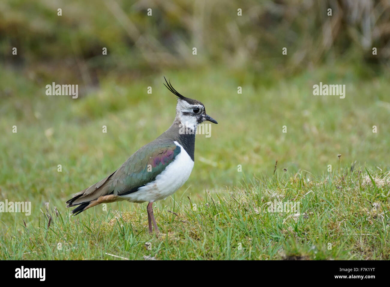 A Northern Lapwing Stock Photo - Alamy