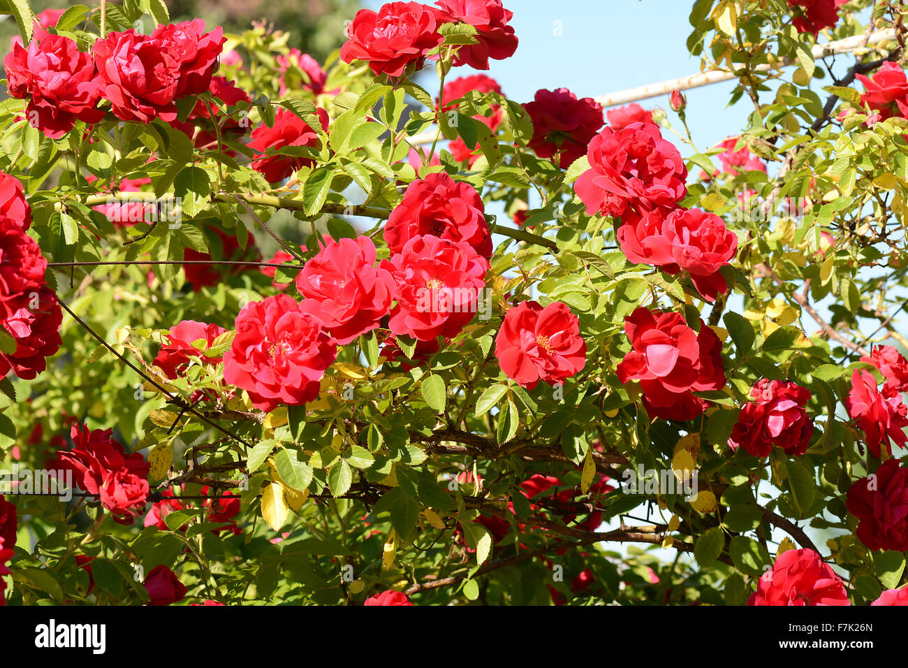 red rose in the garden Stock Photo - Alamy