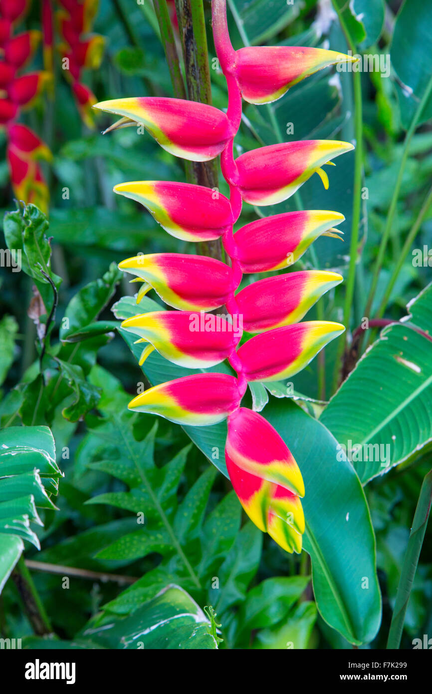 Heliconia, Flower, Hawaii Stock Photo - Alamy