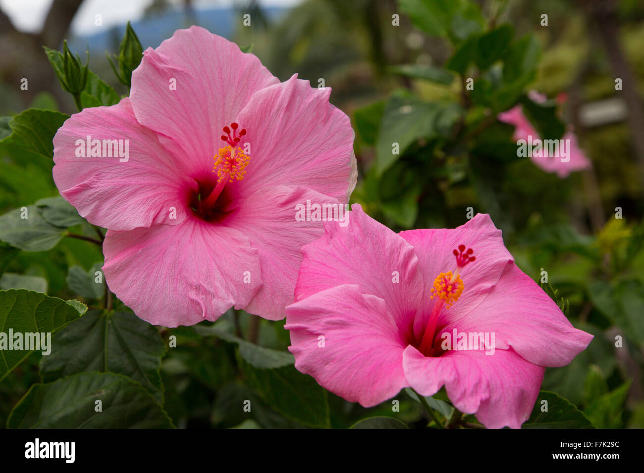 Hibiscus, Flower, Hawaii Stock Photo - Alamy