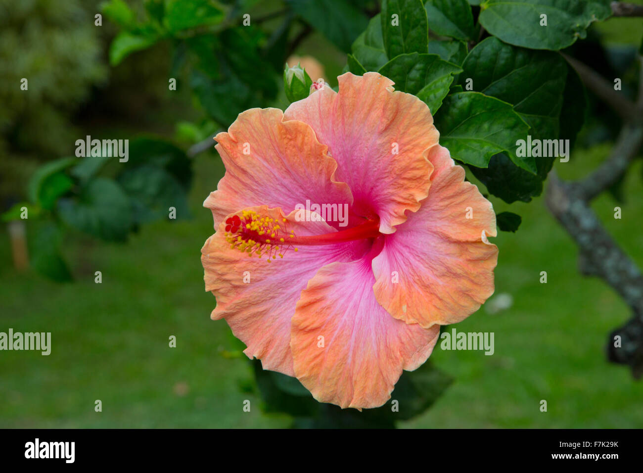 Hibiscus, Flower, Hawaii Stock Photo - Alamy