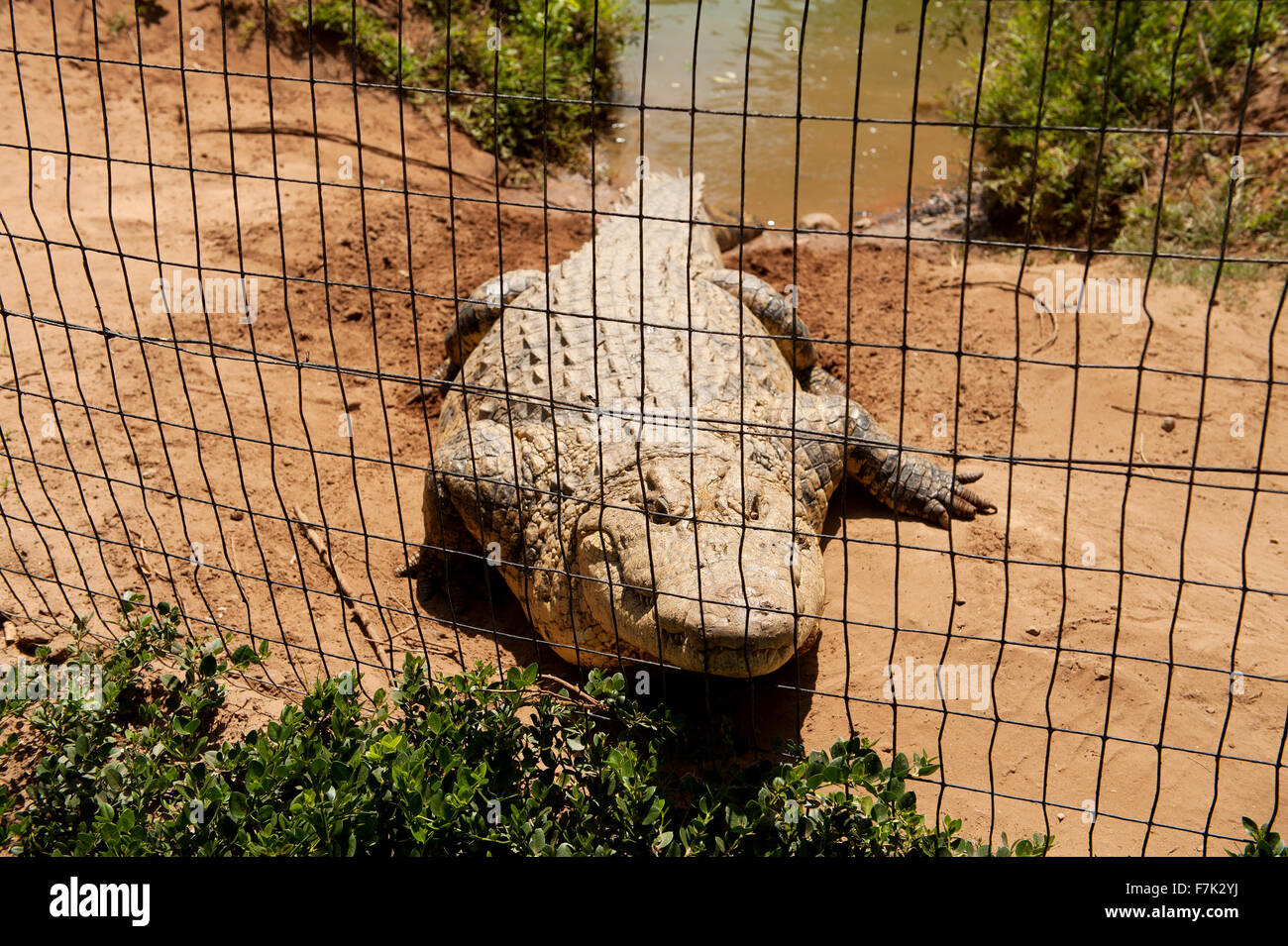 Nile crocodiles at the Crocworld crocodile farm at Scottburgh, on the ...