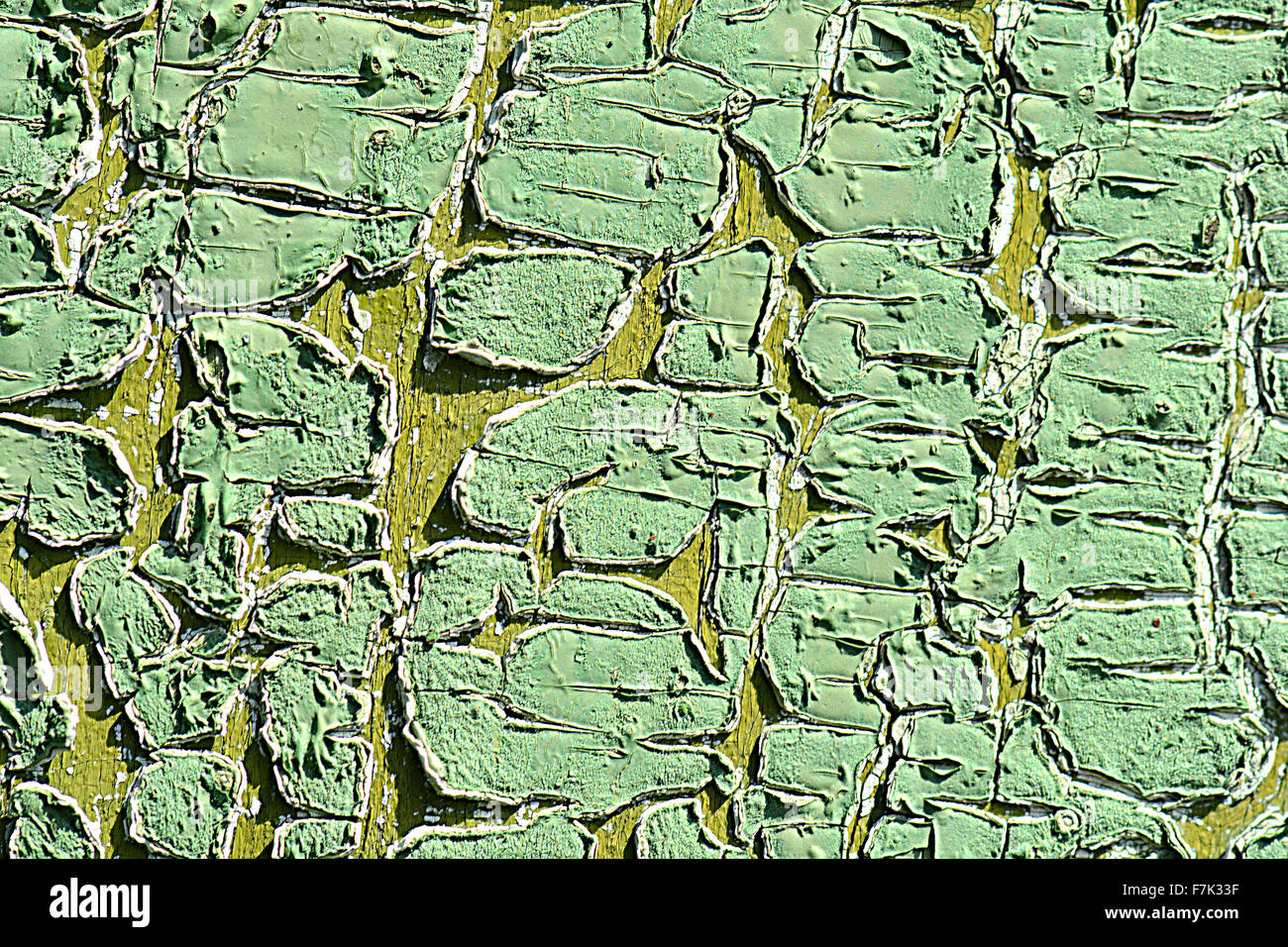 Old green tree bark texture closeup Stock Photo - Alamy