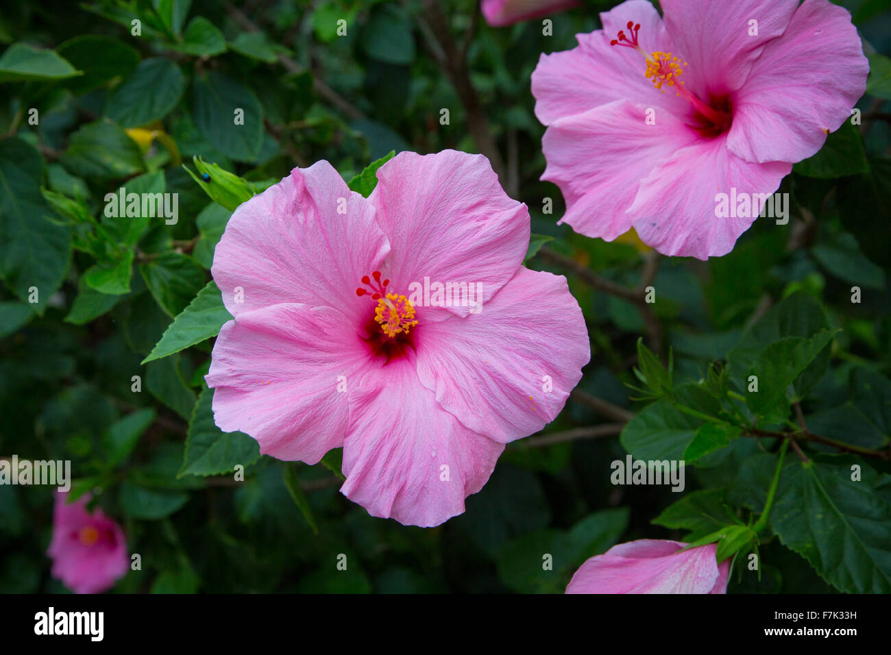Bird of paradise flower hawaii hi-res stock photography and images - Alamy