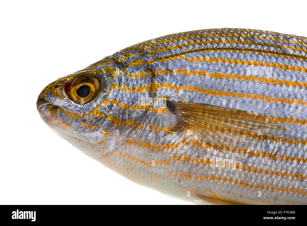 Salema porgy - sarpa fish Stock Photo - Alamy