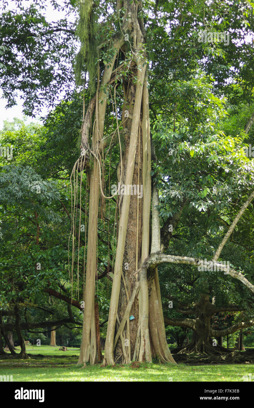 Tea plantation in galle sri lanka hi-res stock photography and images ...